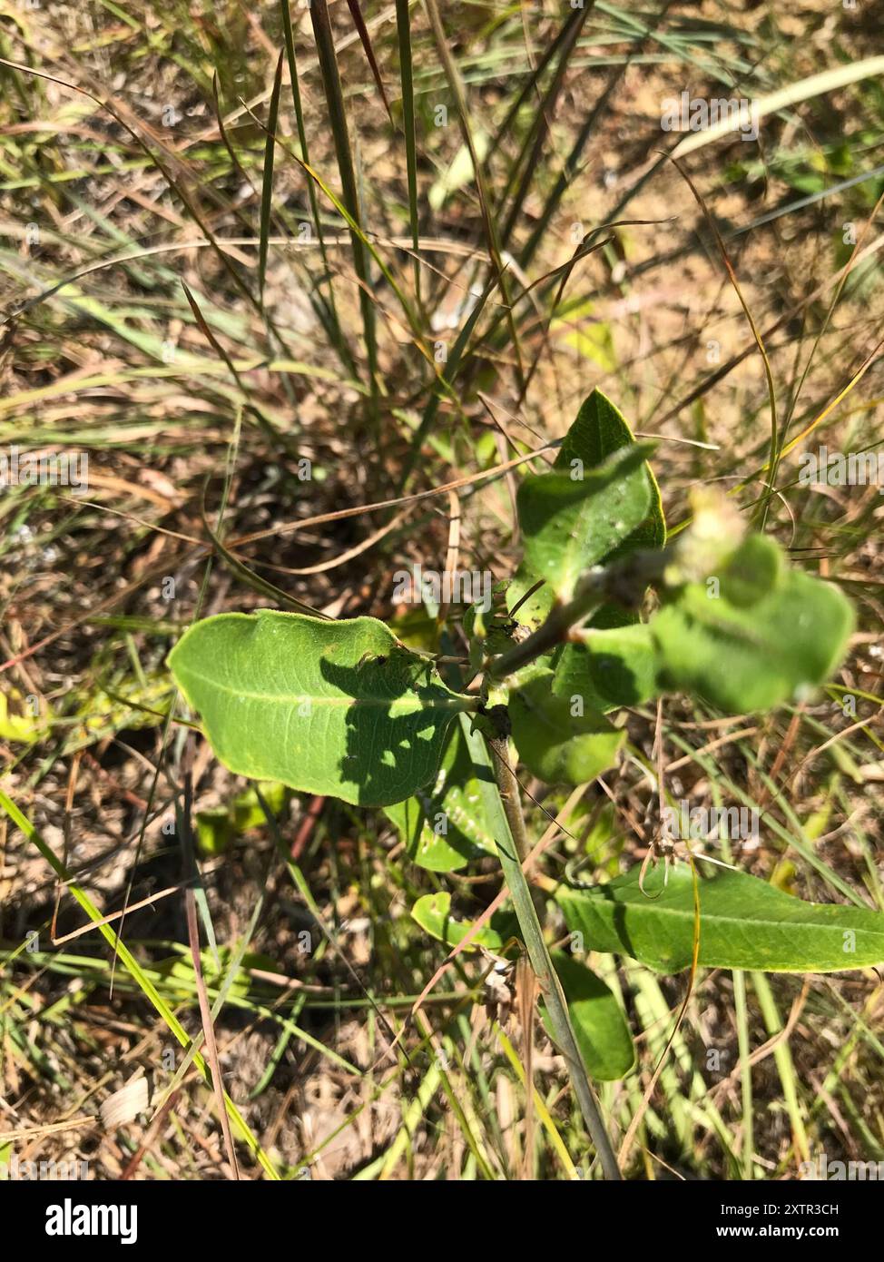 green comet milkweed (Asclepias viridiflora) Plantae Stock Photo - Alamy