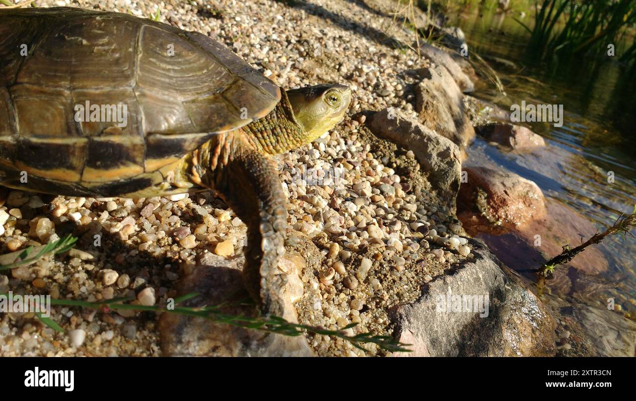 Mediterranean Turtle (Mauremys leprosa) Reptilia Stock Photo - Alamy
