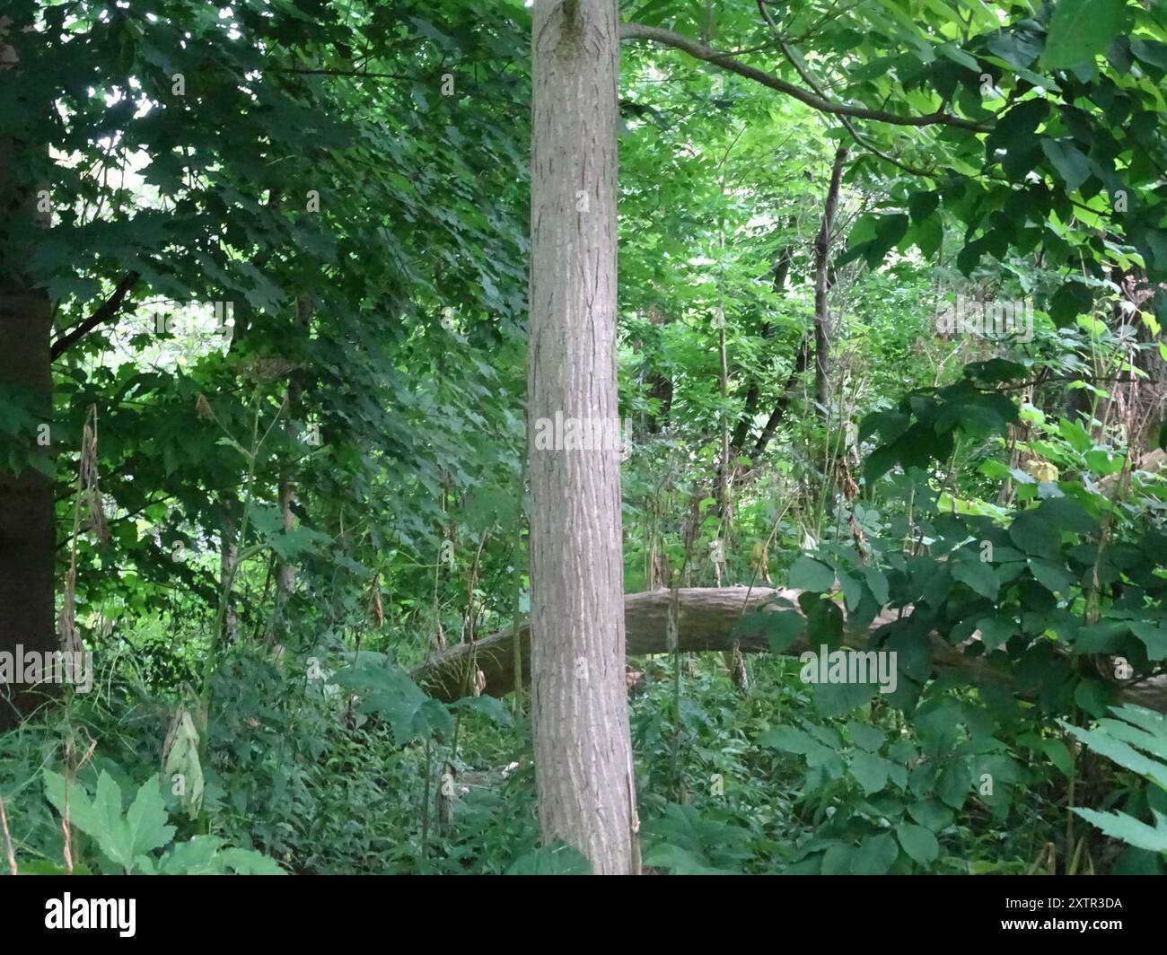 Japanese walnut (Juglans ailantifolia) Plantae Stock Photo - Alamy