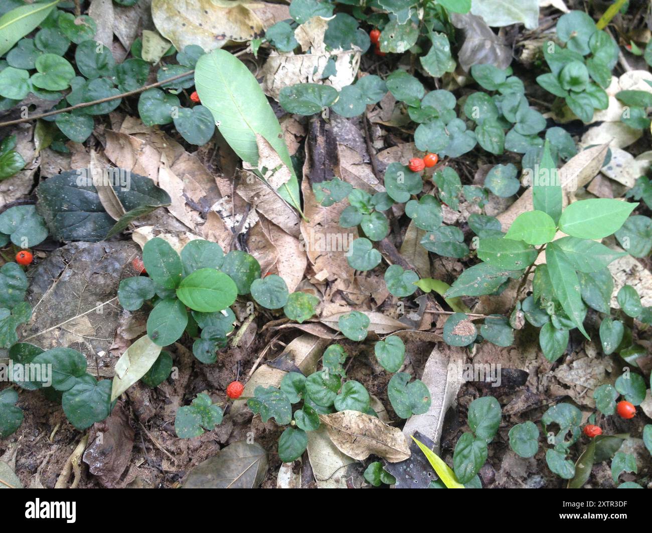 (Geophila repens) Plantae Stock Photo - Alamy