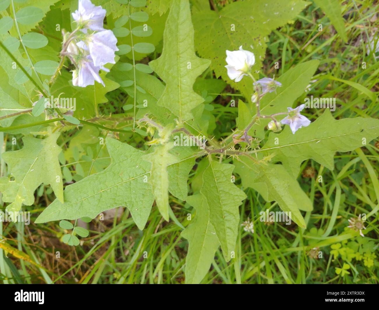 Carolina horsenettle (Solanum carolinense) Plantae Stock Photo - Alamy