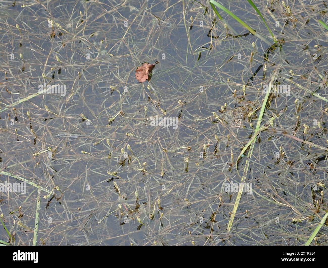 small pondweed (Potamogeton pusillus) Plantae Stock Photo - Alamy