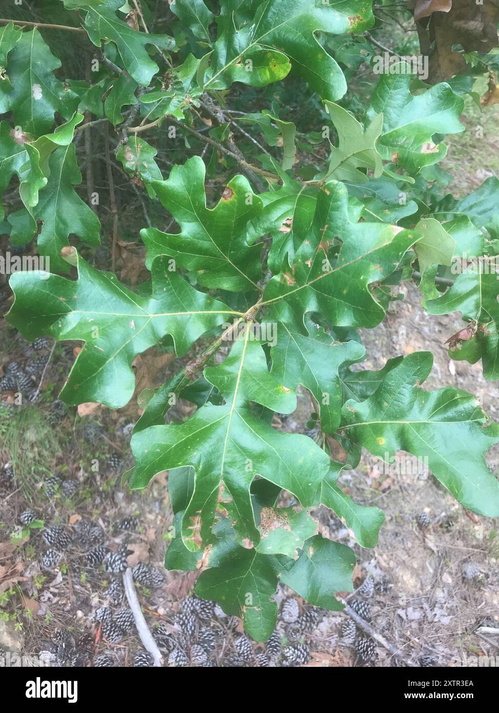 post oak (Quercus stellata) Plantae Stock Photo - Alamy