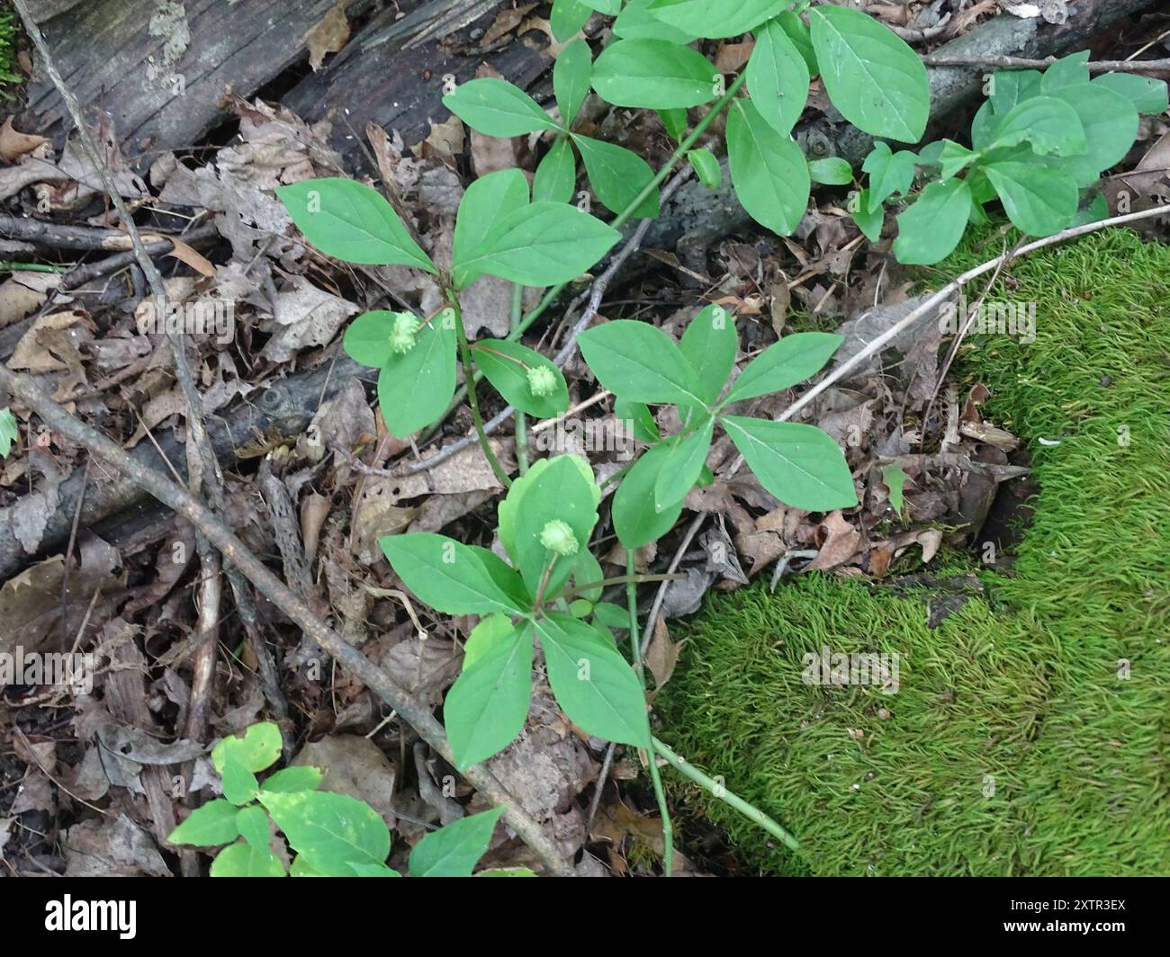 Running Strawberry-bush (Euonymus obovatus) Plantae Stock Photo - Alamy