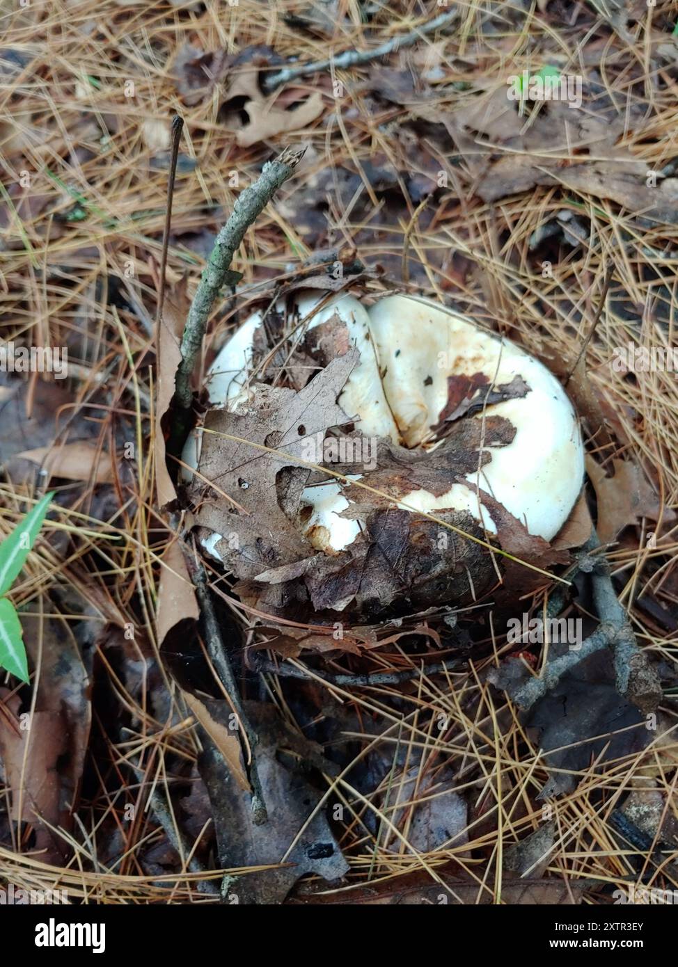 Short-stemmed Russula (Russula brevipes) Fungi Stock Photo - Alamy