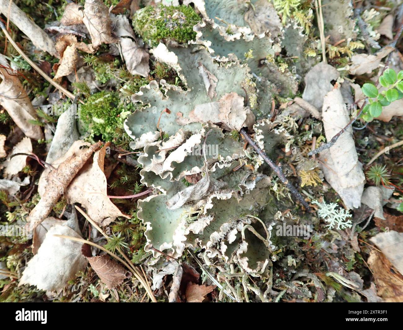 ruffled freckled pelt lichen (Peltigera leucophlebia) Fungi Stock Photo ...