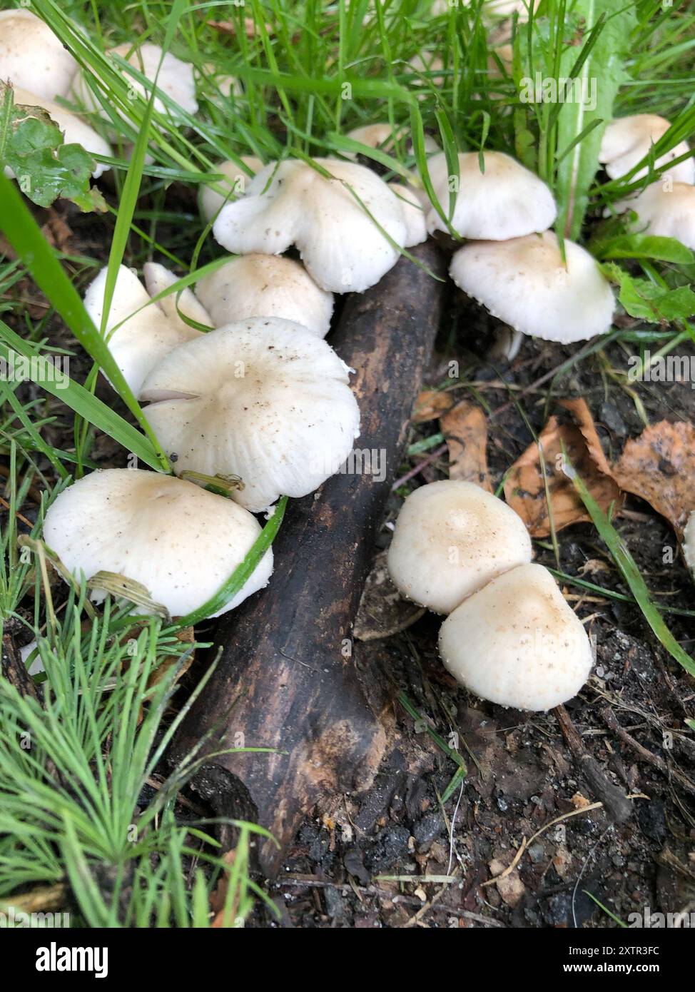 Pale Brittlestem (Candolleomyces candolleanus) Fungi Stock Photo - Alamy