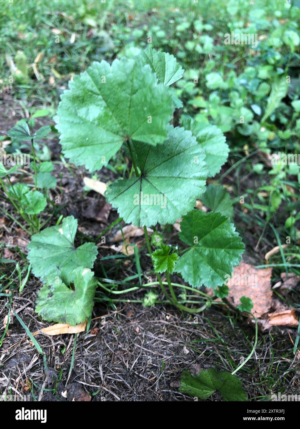 Small Mallow (Malva pusilla) Plantae Stock Photo - Alamy