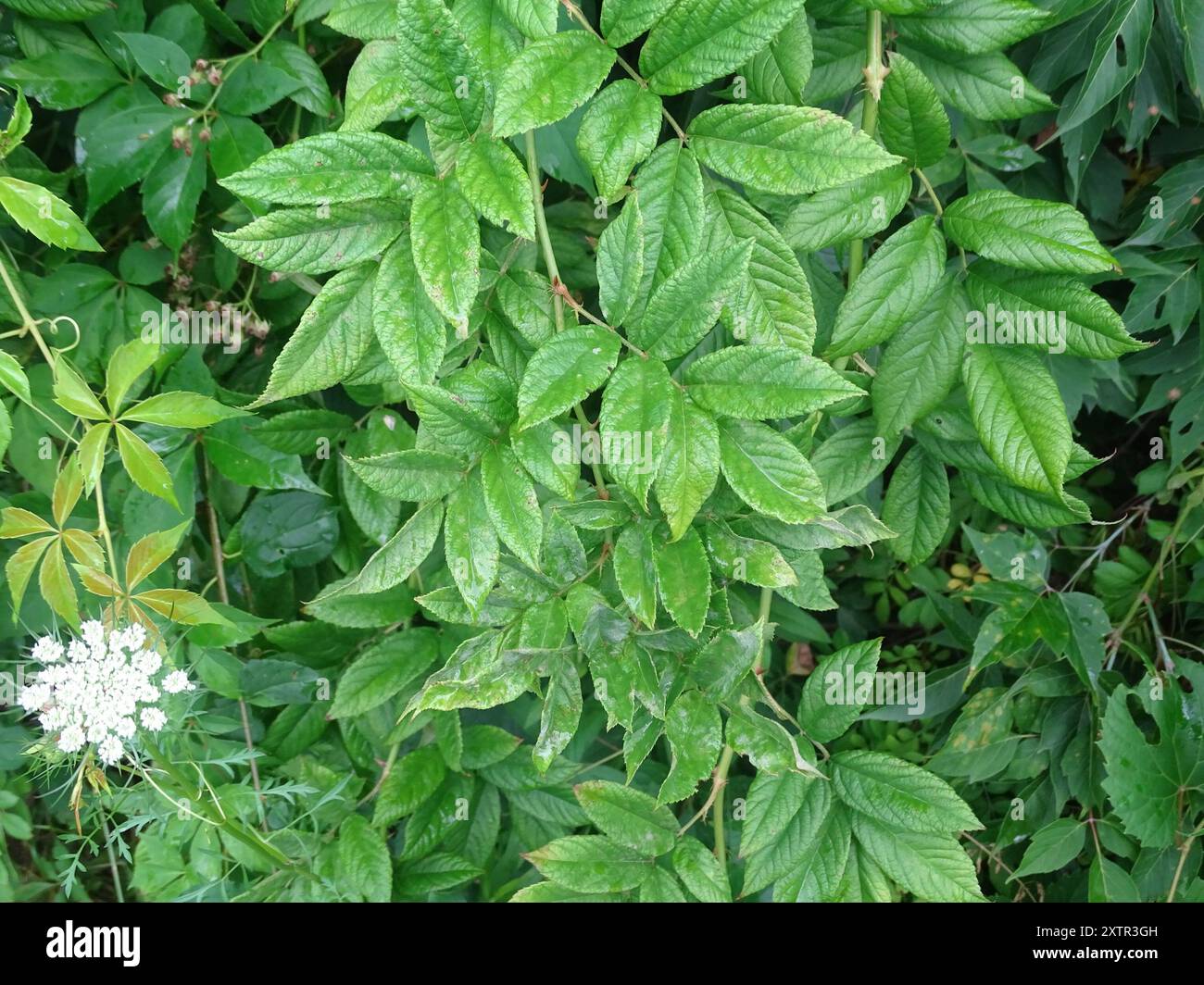 multiflora rose (Rosa multiflora) Plantae Stock Photo - Alamy