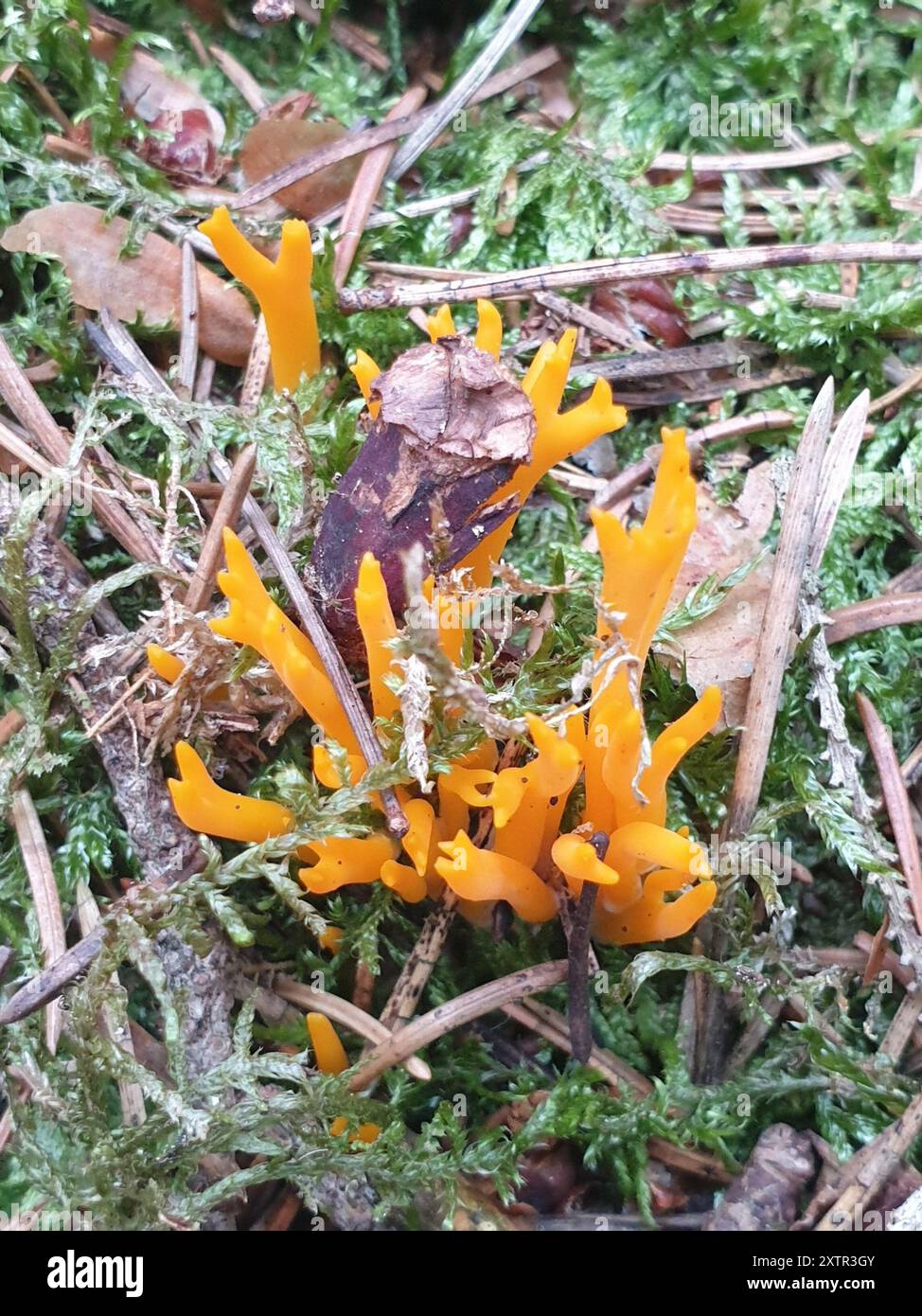 Jelly-antler (Calocera viscosa) Fungi Stock Photo - Alamy