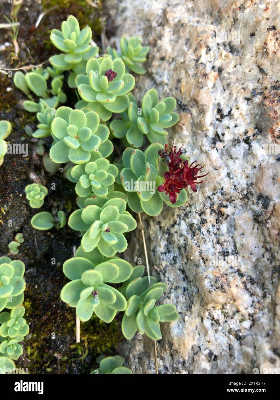 western roseroot (Rhodiola integrifolia) Plantae Stock Photo - Alamy