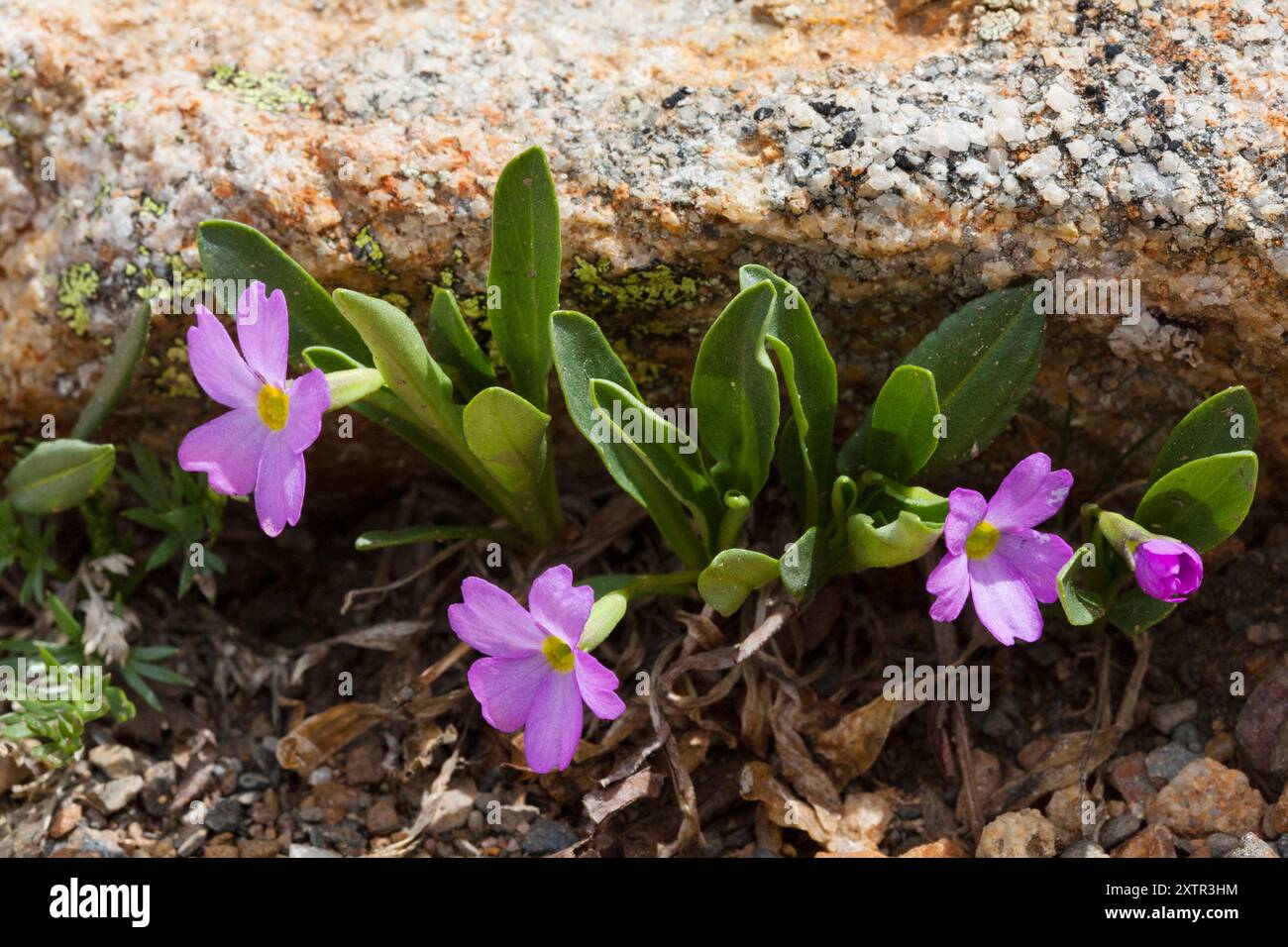 Alpine Primrose (Primula angustifolia) Plantae Stock Photo - Alamy