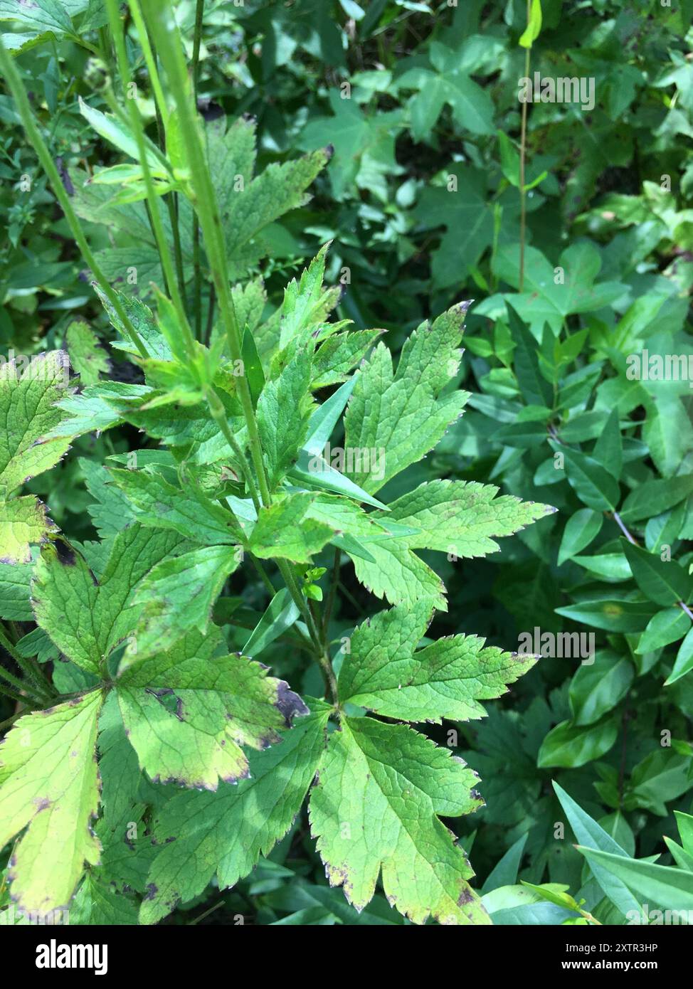 tall thimbleweed (Anemone virginiana) Plantae Stock Photo - Alamy