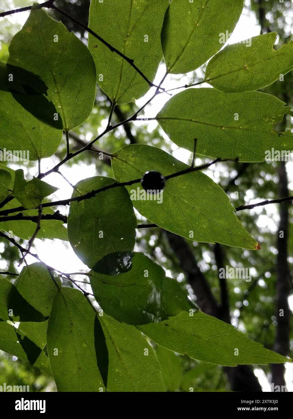 sugar hackberry (Celtis laevigata) Plantae Stock Photo - Alamy