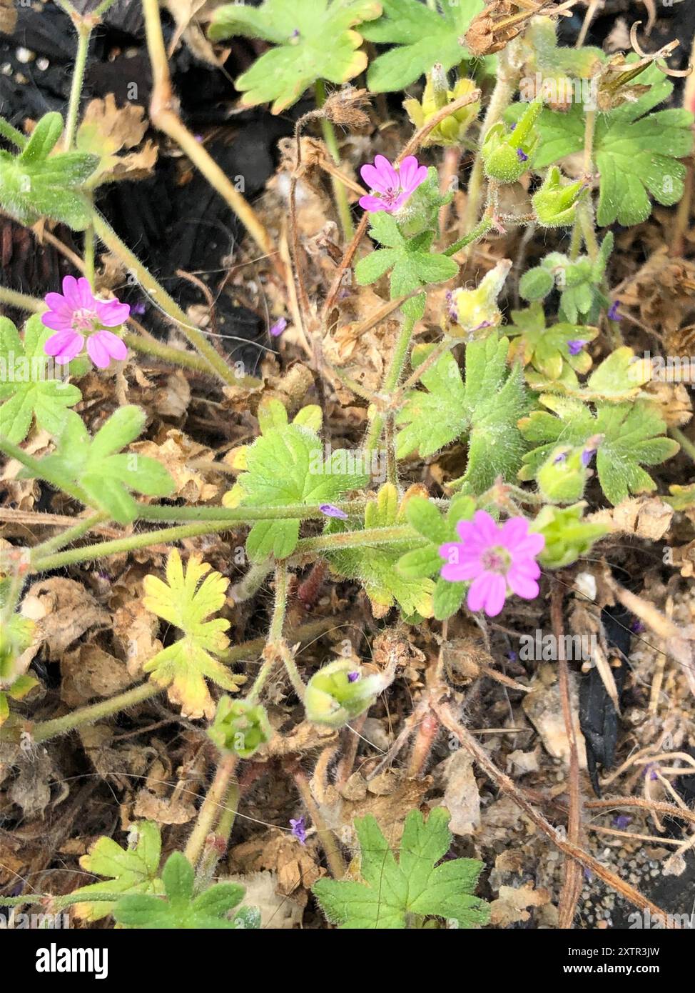 Dove's-foot crane's-bill (Geranium molle) Plantae Stock Photo - Alamy