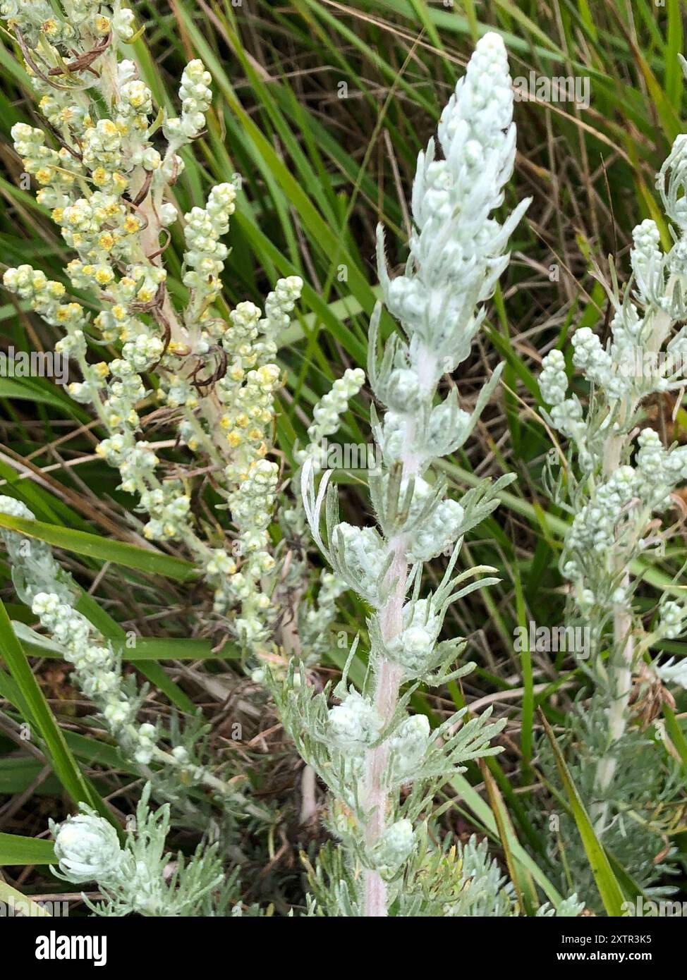 coastal sagewort (Artemisia pycnocephala) Plantae Stock Photo - Alamy