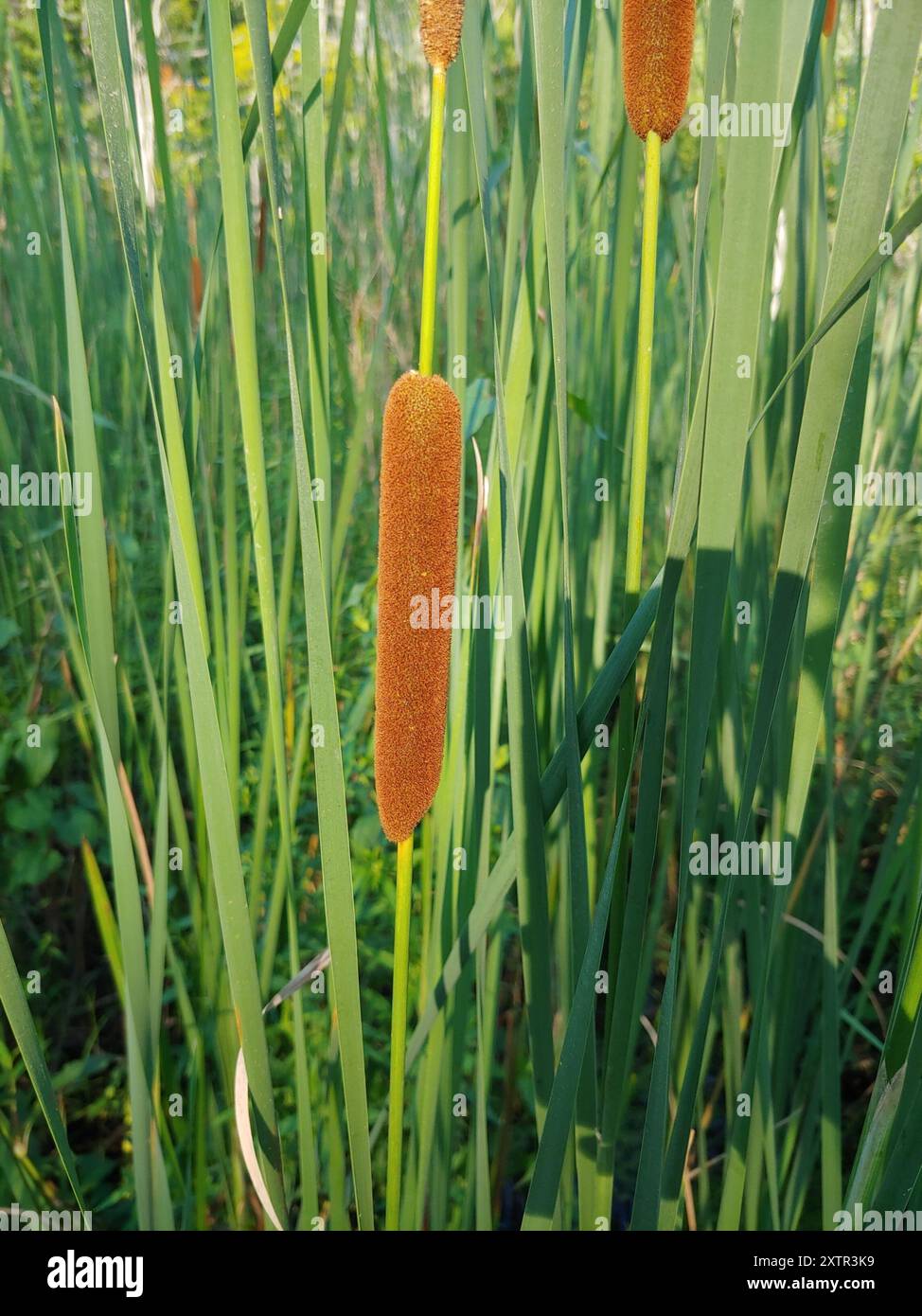 Cattails (Typha) Plantae Stock Photo - Alamy