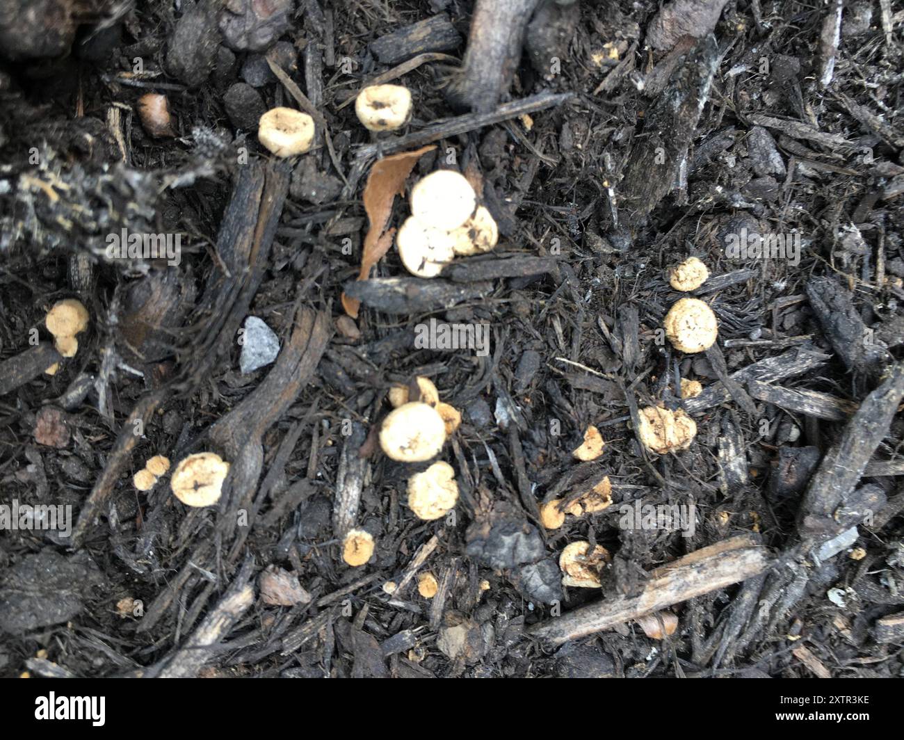 common bird's nest fungus (Crucibulum laeve) Fungi Stock Photo - Alamy