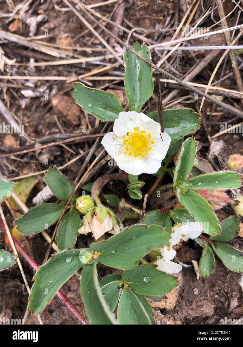 flowering plants (Angiospermae) Plantae Stock Photo - Alamy