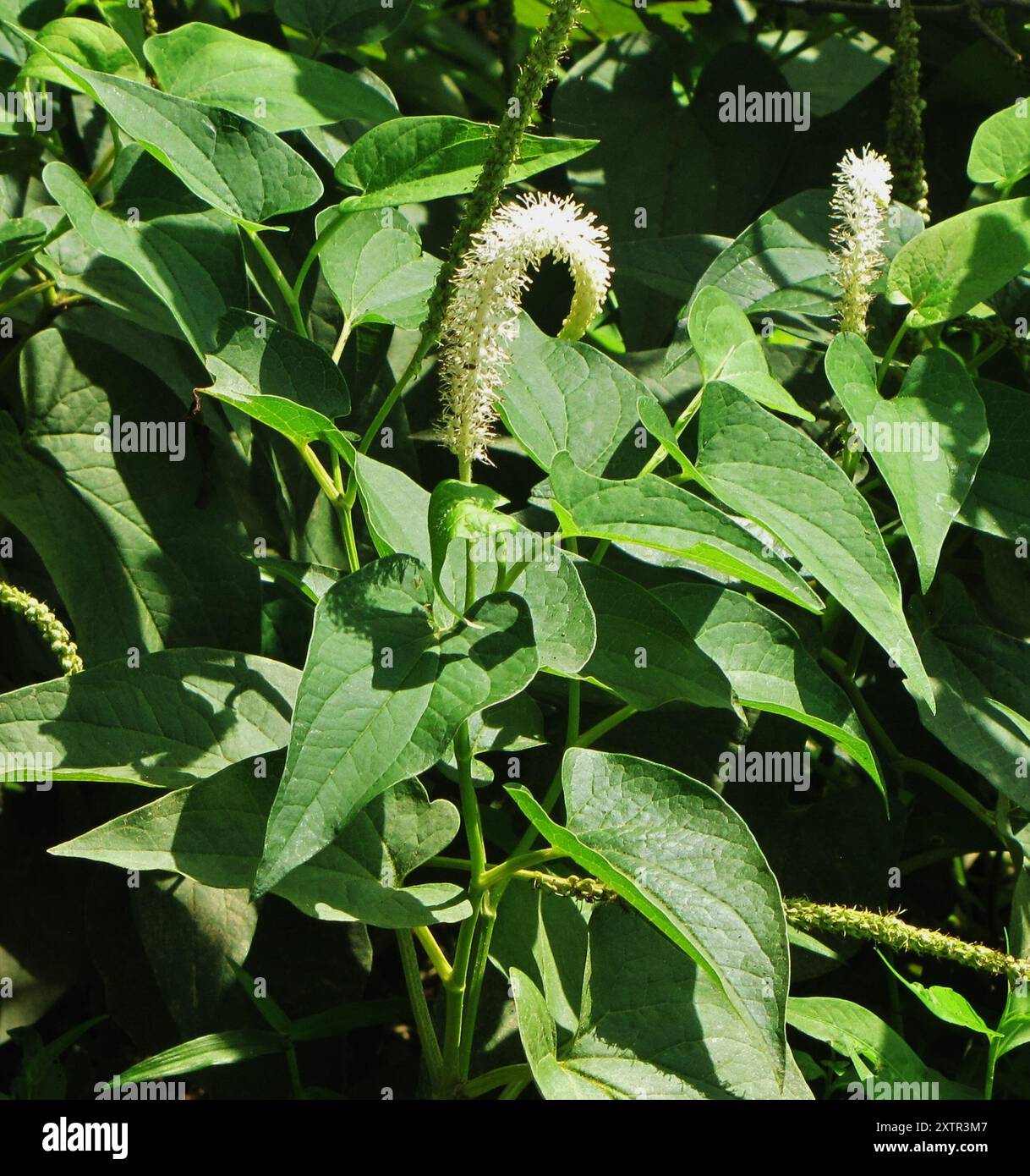 lizard's tail (Saururus cernuus) Plantae Stock Photo - Alamy