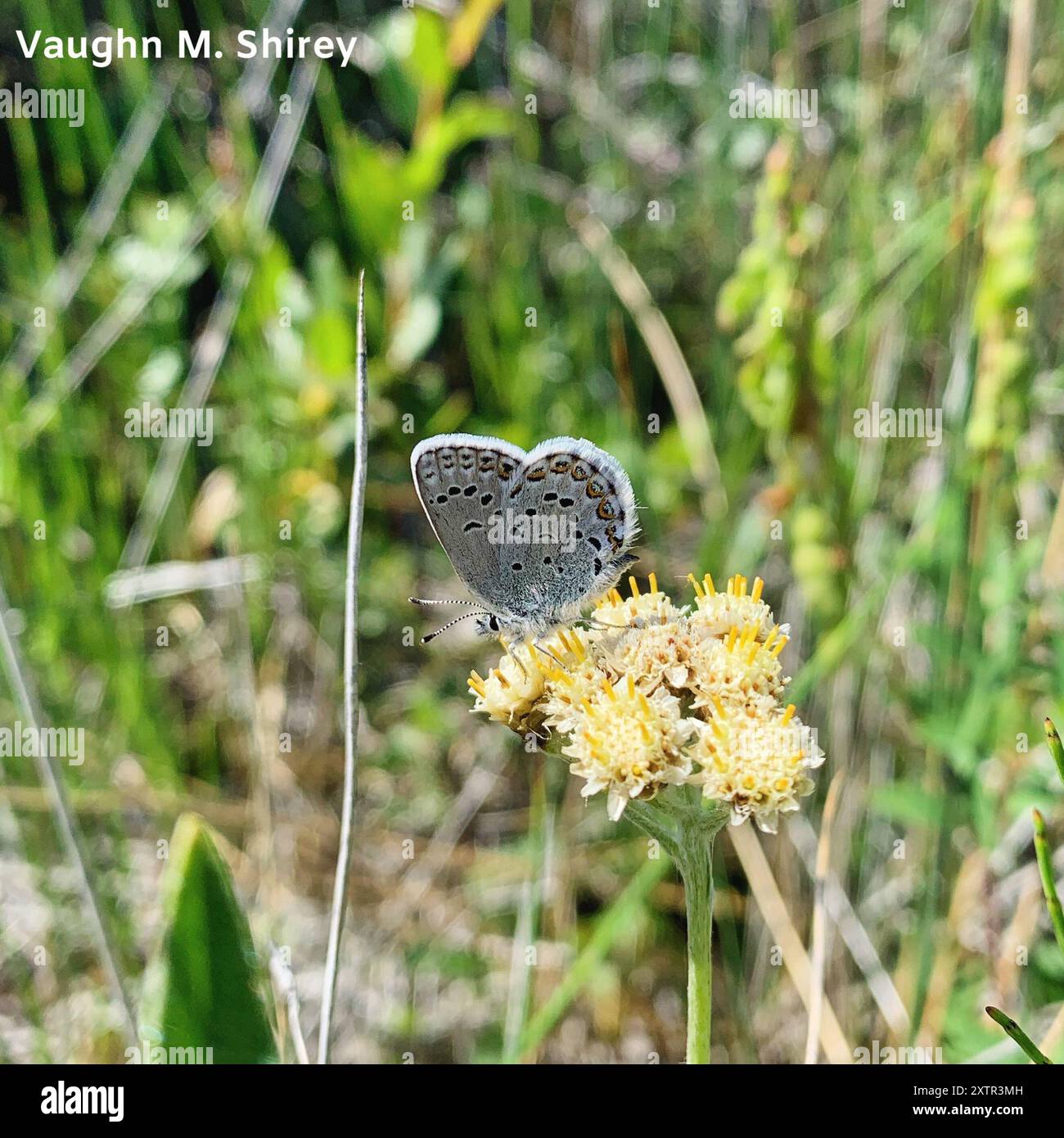 Northern Blue (Plebejus idas) Insecta Stock Photo - Alamy