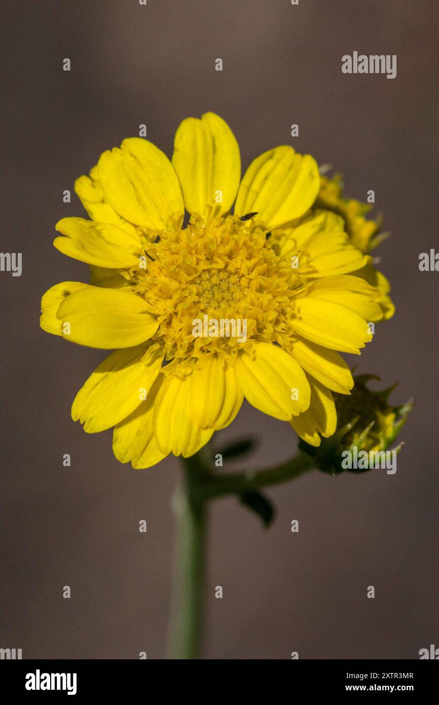 Hymenothrix dissecta hi-res stock photography and images - Alamy