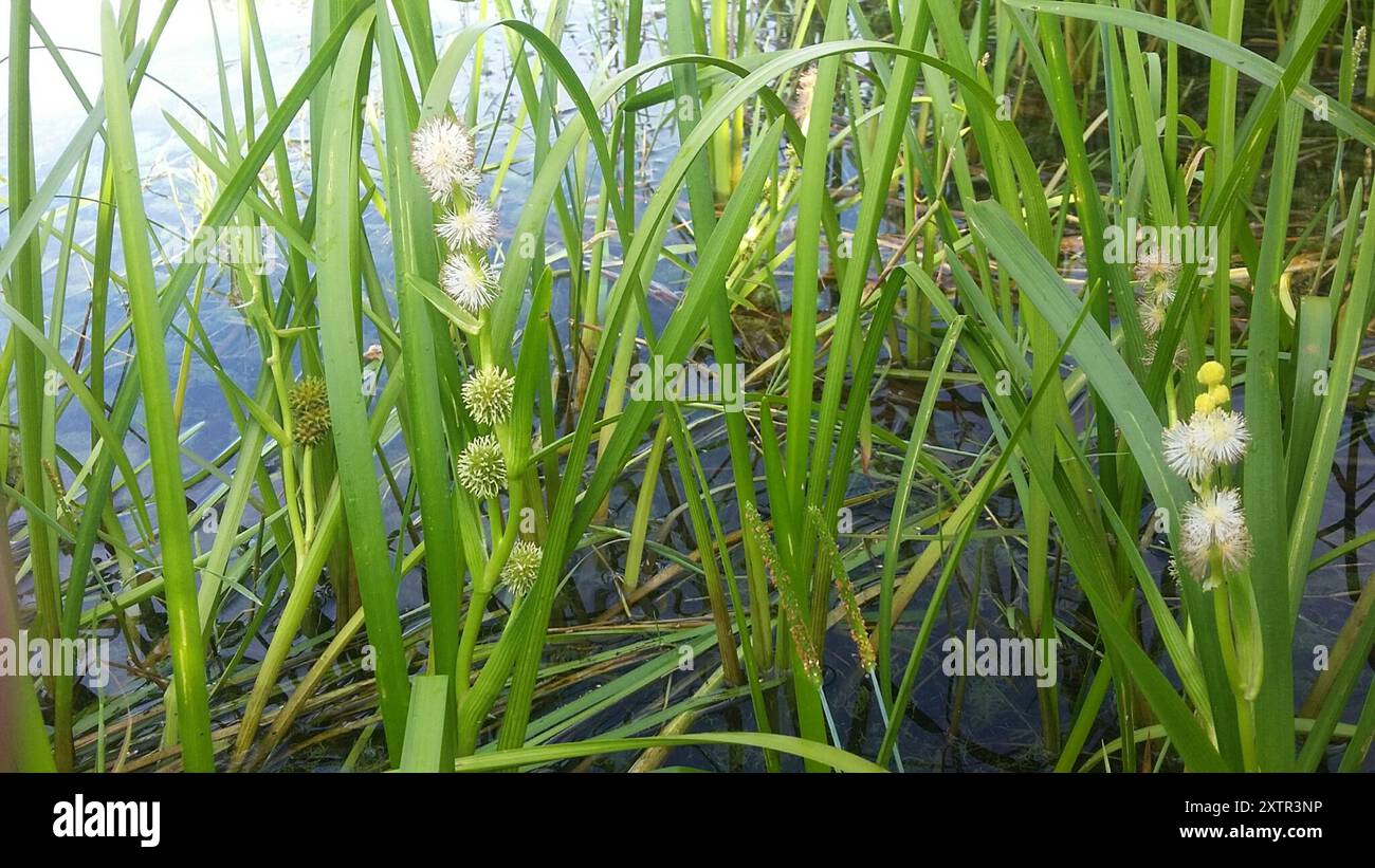big bur-reed (Sparganium eurycarpum) Plantae Stock Photo - Alamy
