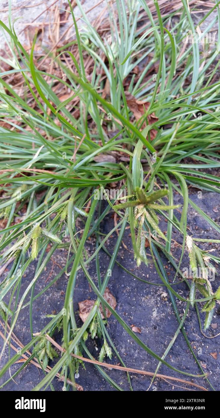 Shining Flatsedge (Cyperus bipartitus) Plantae Stock Photo - Alamy