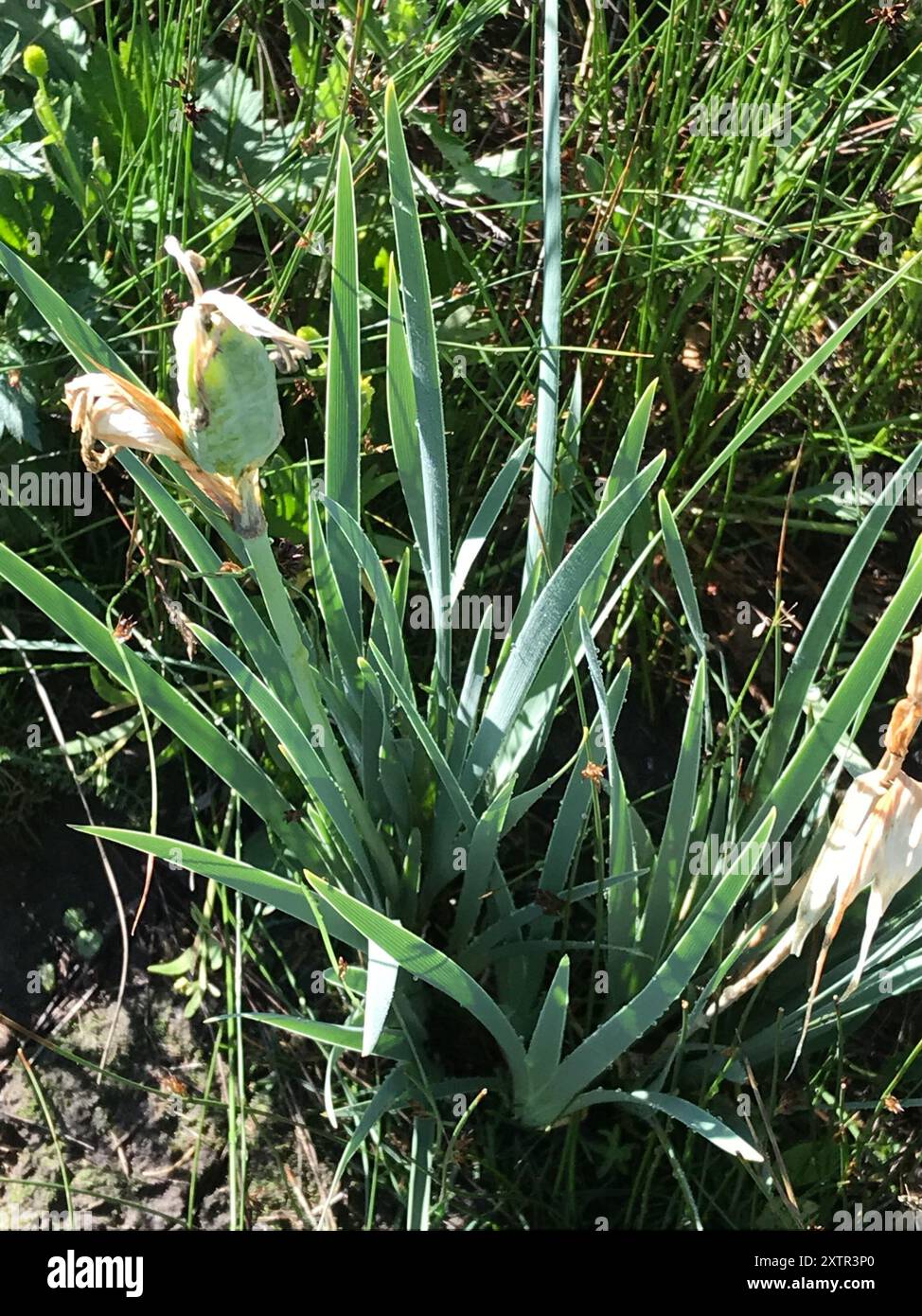 western blue flag (Iris missouriensis) Plantae Stock Photo - Alamy