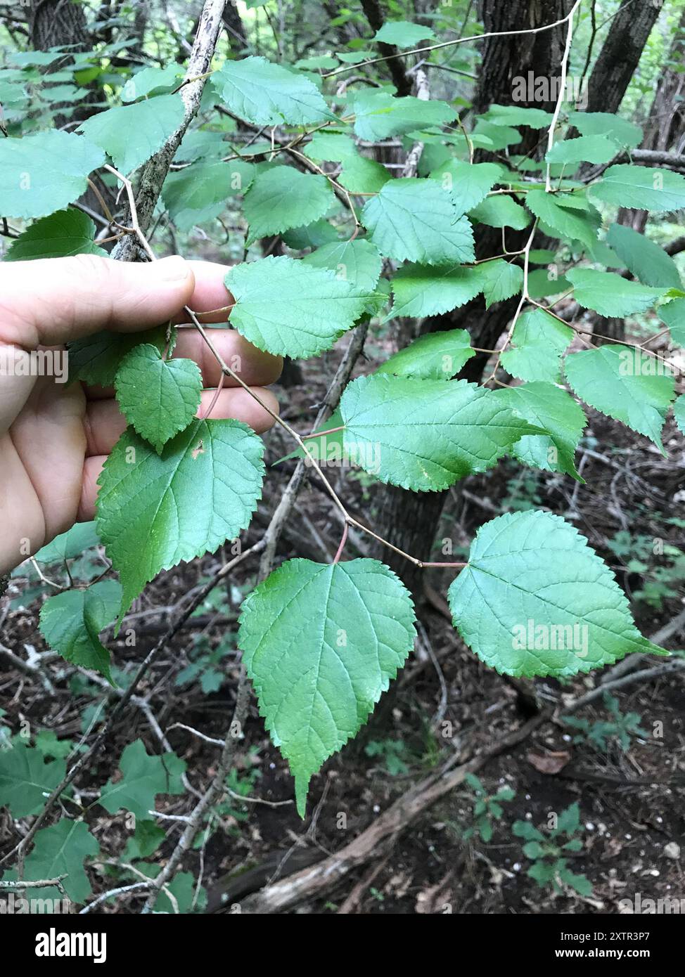 Texas mulberry (Morus microphylla) Plantae Stock Photo - Alamy
