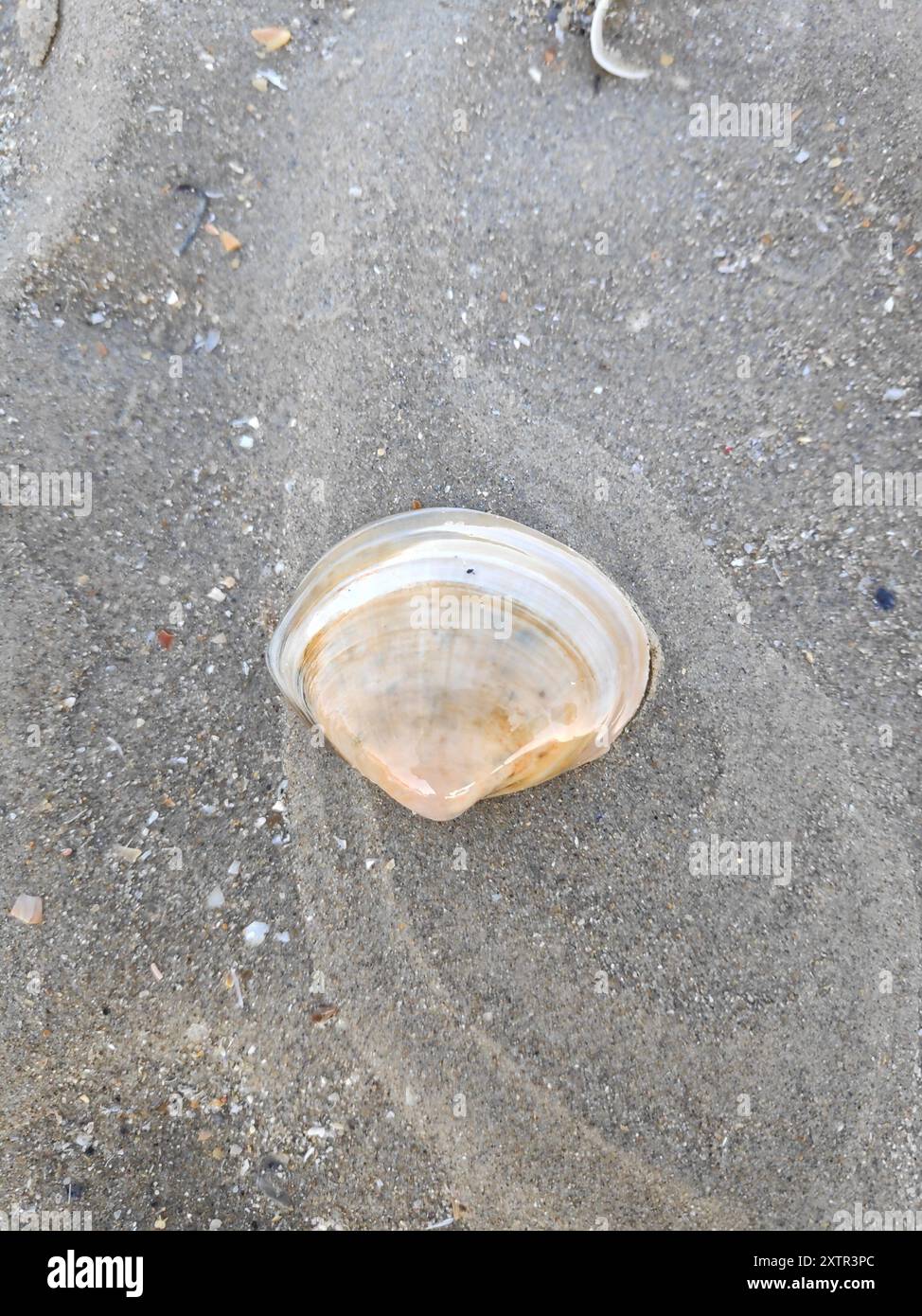 Rayed trough shell hi-res stock photography and images - Alamy