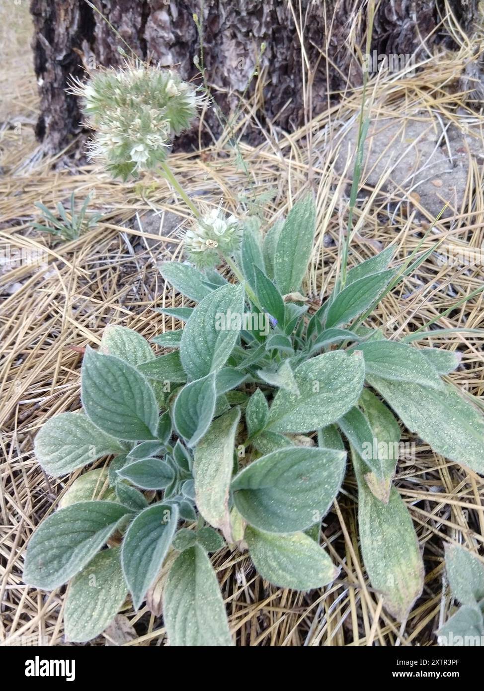 Scorpionweeds (Phacelia) Plantae Stock Photo - Alamy