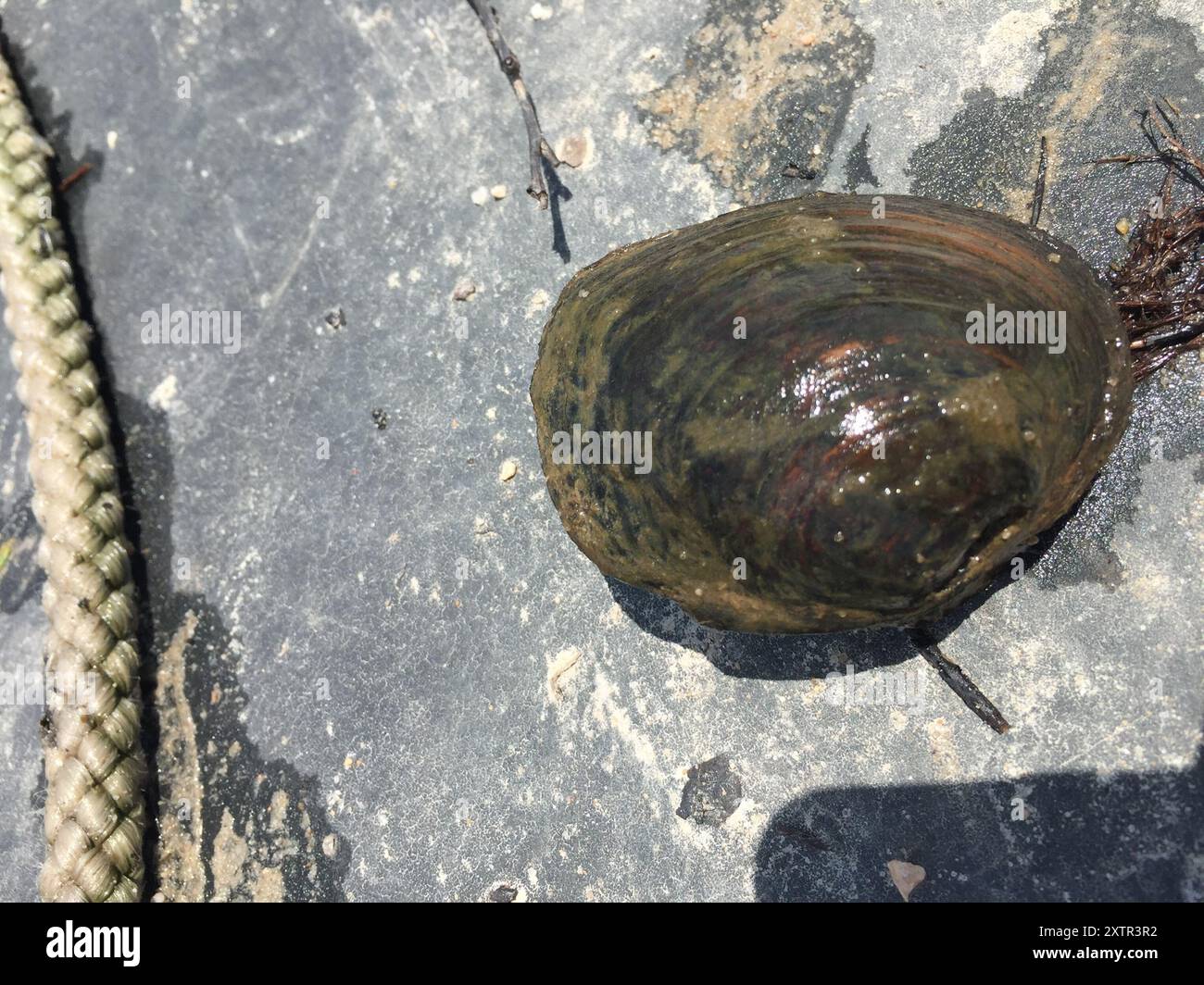 Pimpleback (Cyclonaias pustulosa) Mollusca Stock Photo - Alamy