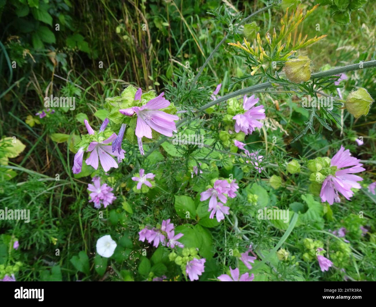 musk mallow (Malva moschata) Plantae Stock Photo - Alamy