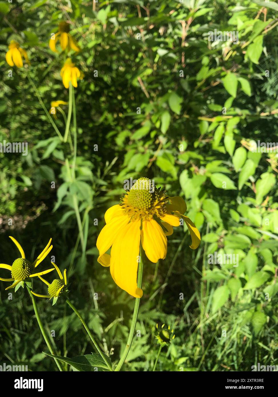 cutleaf coneflower (Rudbeckia laciniata) Plantae Stock Photo - Alamy