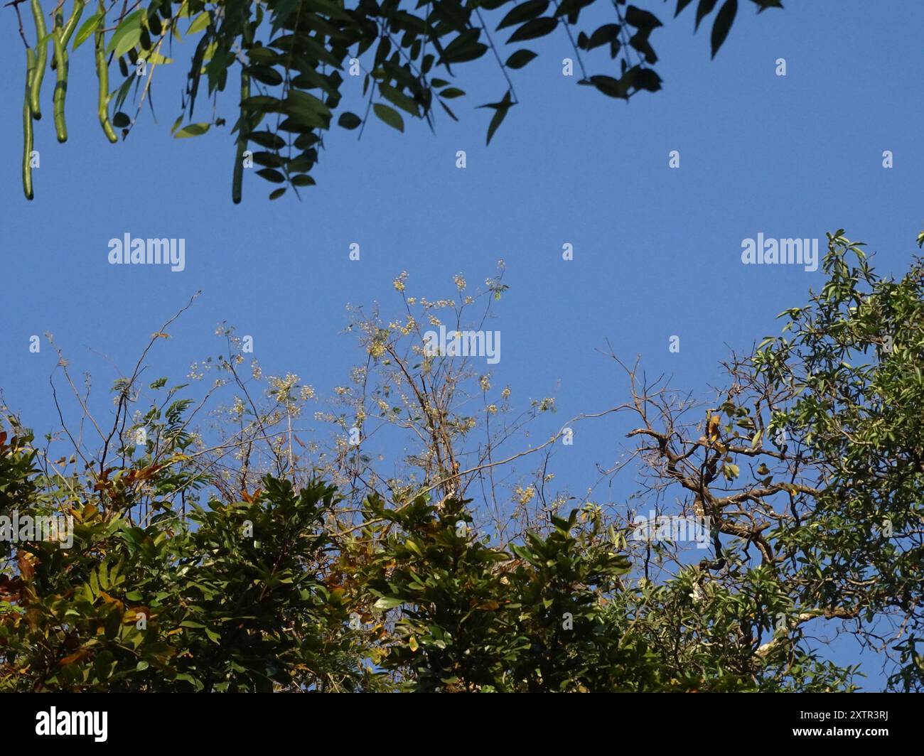 (Senegalia caesia) Plantae Stock Photo - Alamy