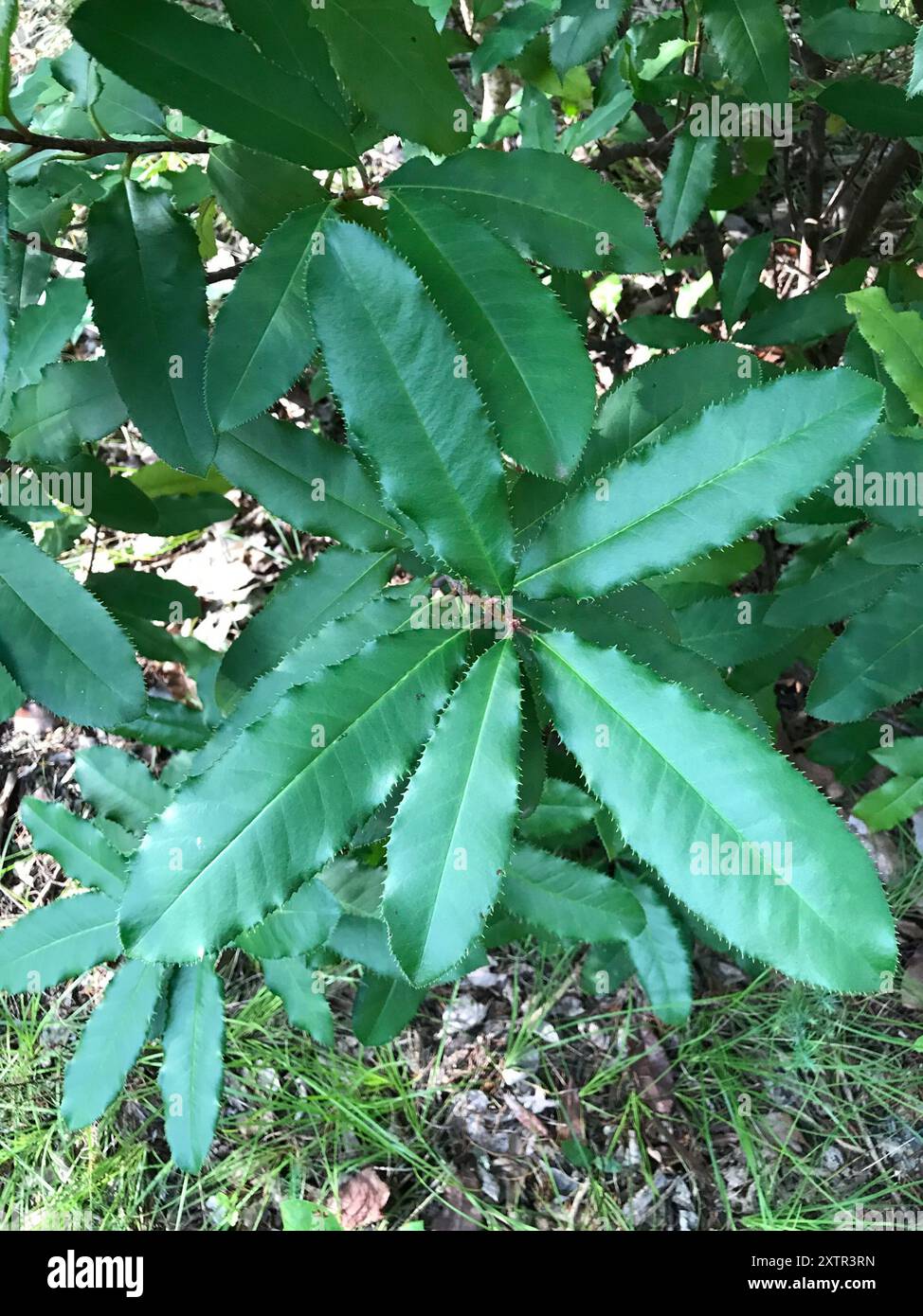 Chinese Photinia (Photinia serratifolia) Plantae Stock Photo - Alamy