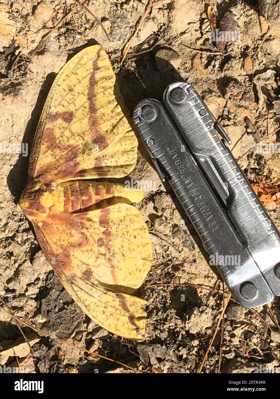 Imperial Moth (Eacles imperialis) Insecta Stock Photo - Alamy