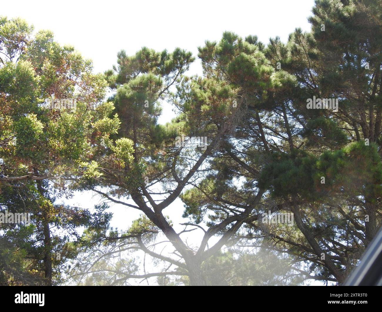 Monterey pine (Pinus radiata) Plantae Stock Photo - Alamy