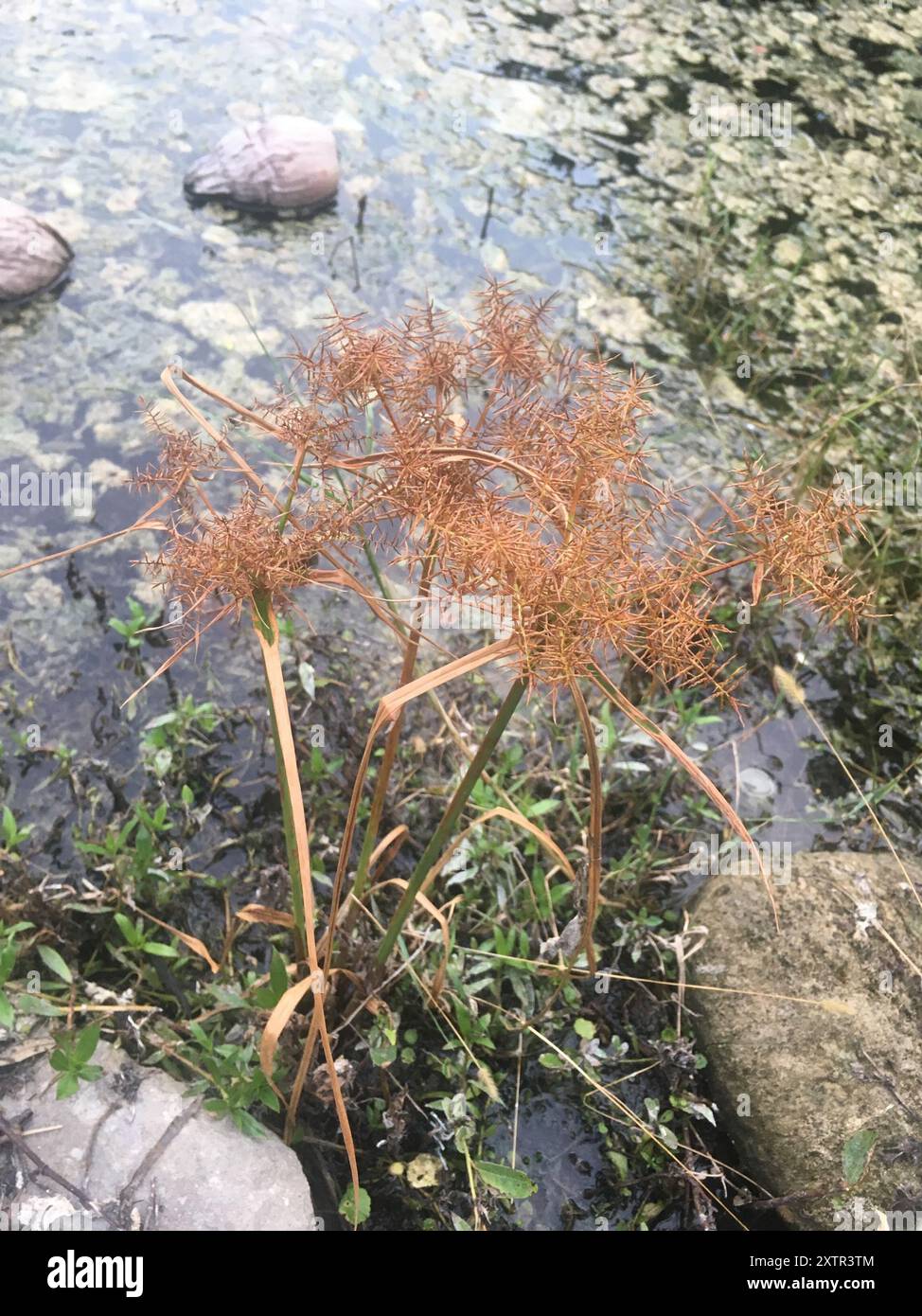 Fragrant flatsedge (Cyperus odoratus) Plantae Stock Photo - Alamy