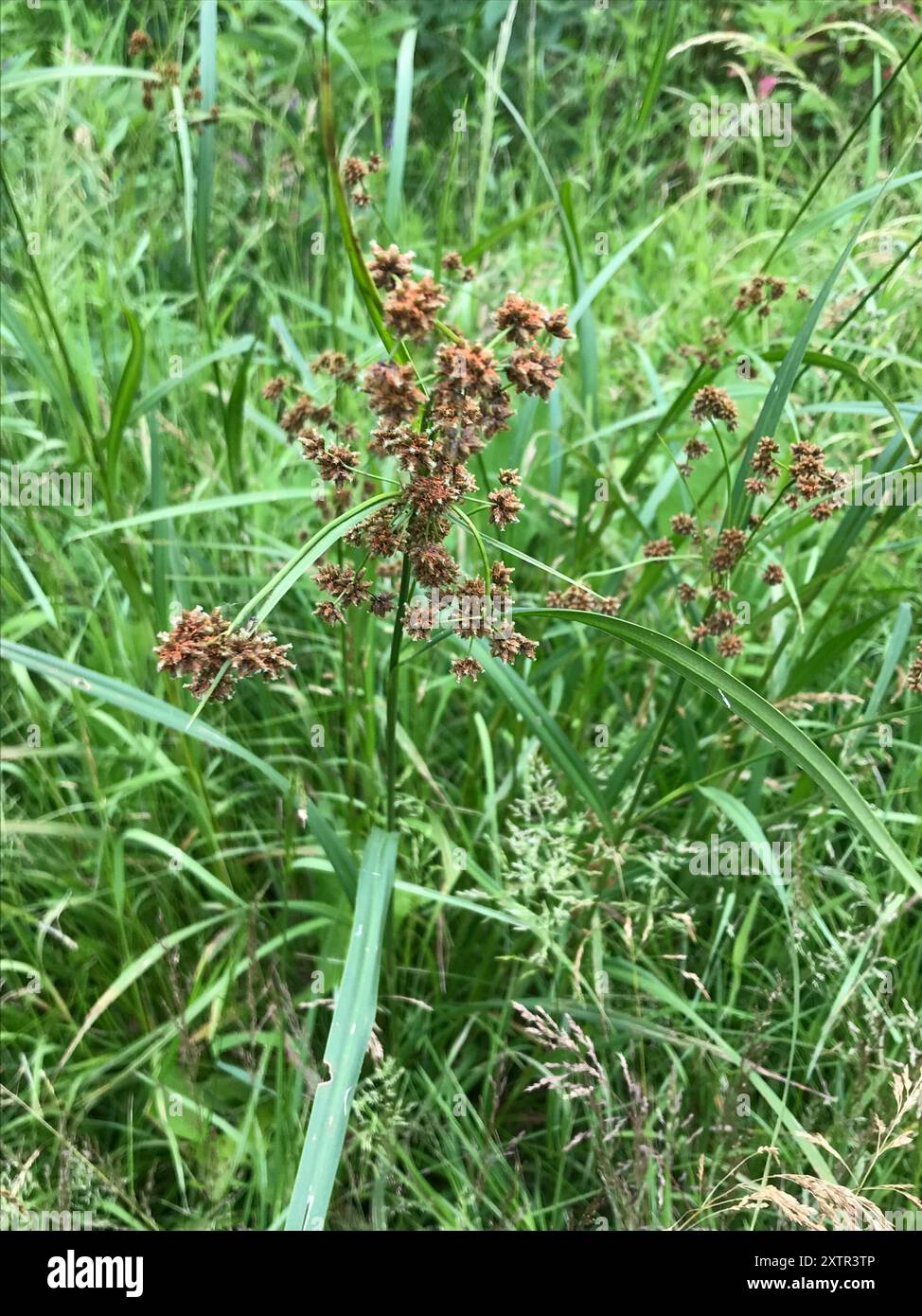 dark green bulrush (Scirpus atrovirens) Plantae Stock Photo - Alamy
