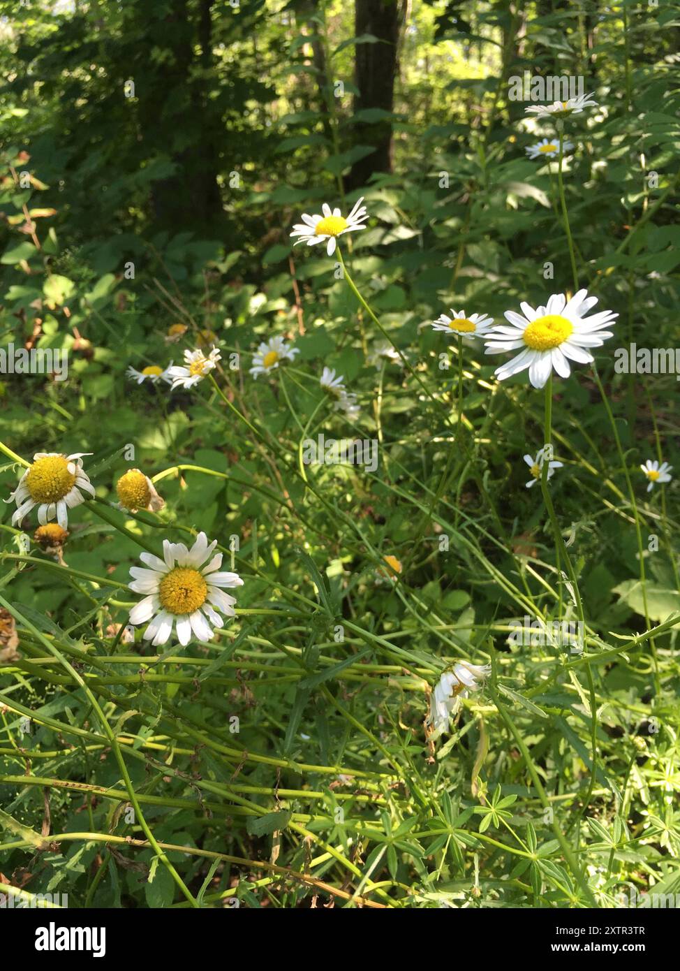 oxeye daisy (Leucanthemum vulgare) Plantae Stock Photo - Alamy