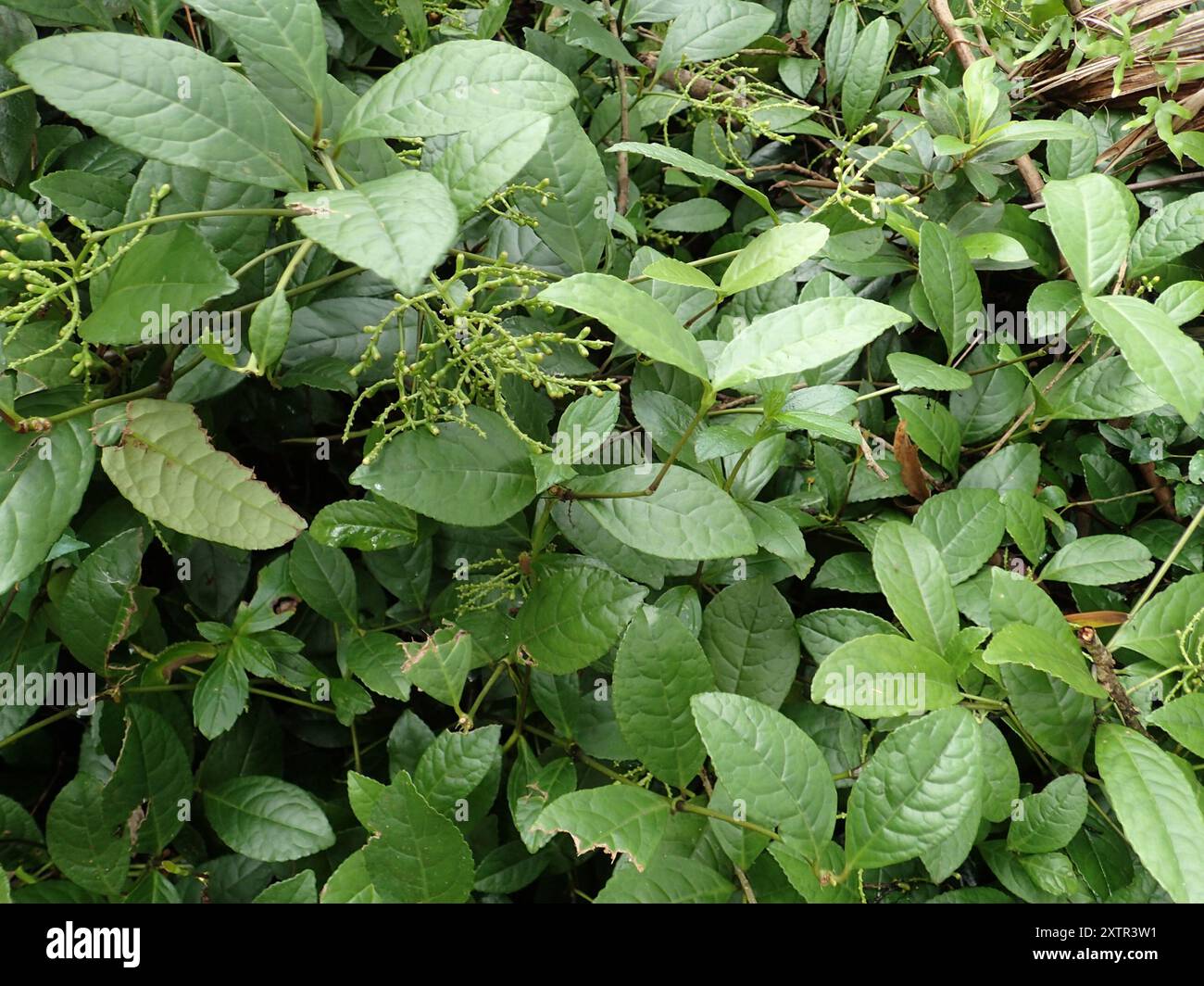 (Chloranthus spicatus) Plantae Stock Photo - Alamy