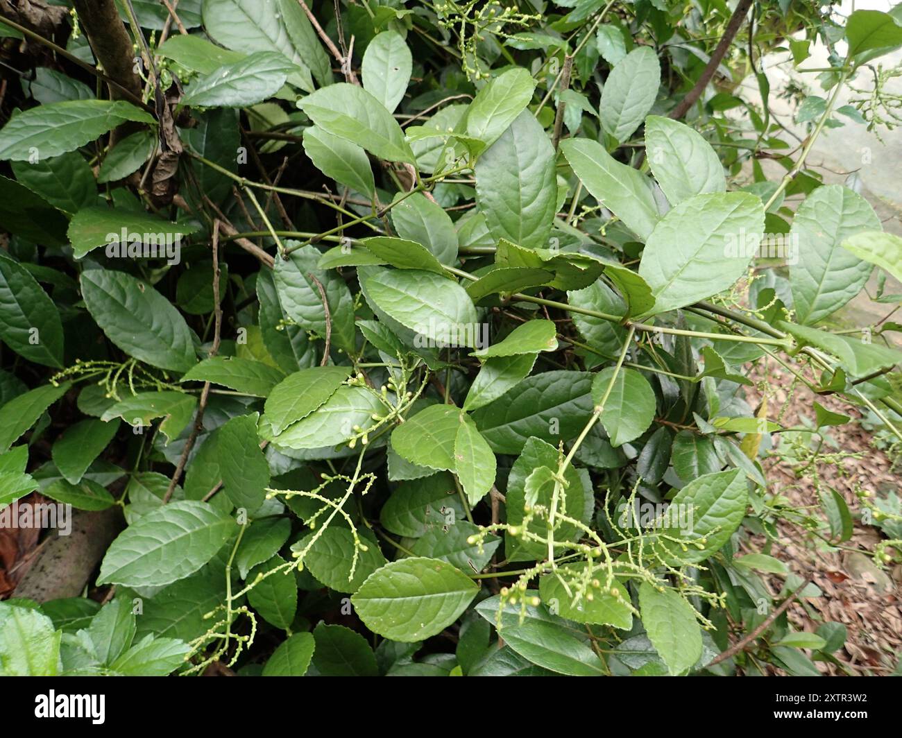 (Chloranthus spicatus) Plantae Stock Photo - Alamy