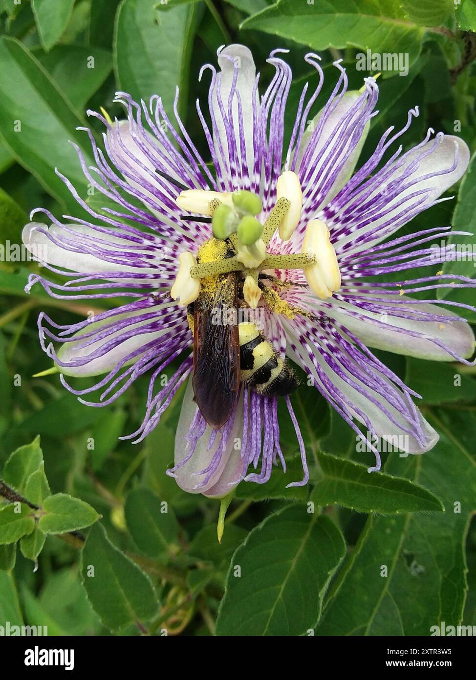 Large Four-spotted Scoliid Wasp (Pygodasis quadrimaculata) Insecta ...