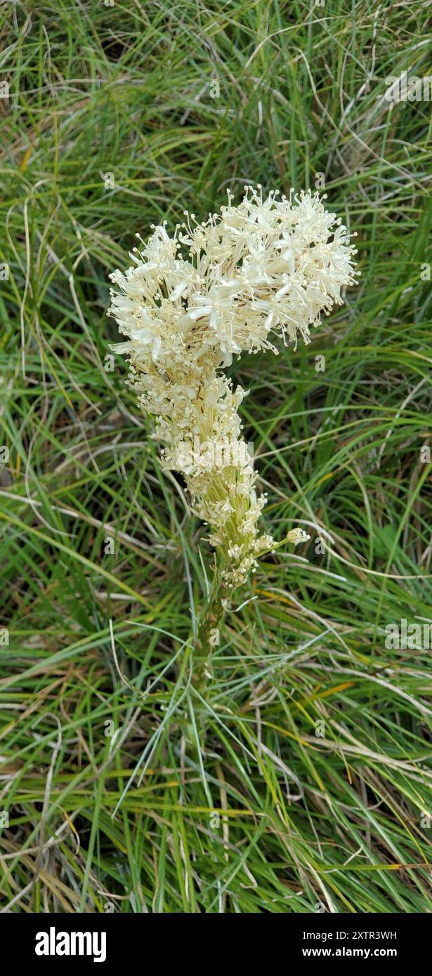 common beargrass (Xerophyllum tenax) Plantae Stock Photo - Alamy