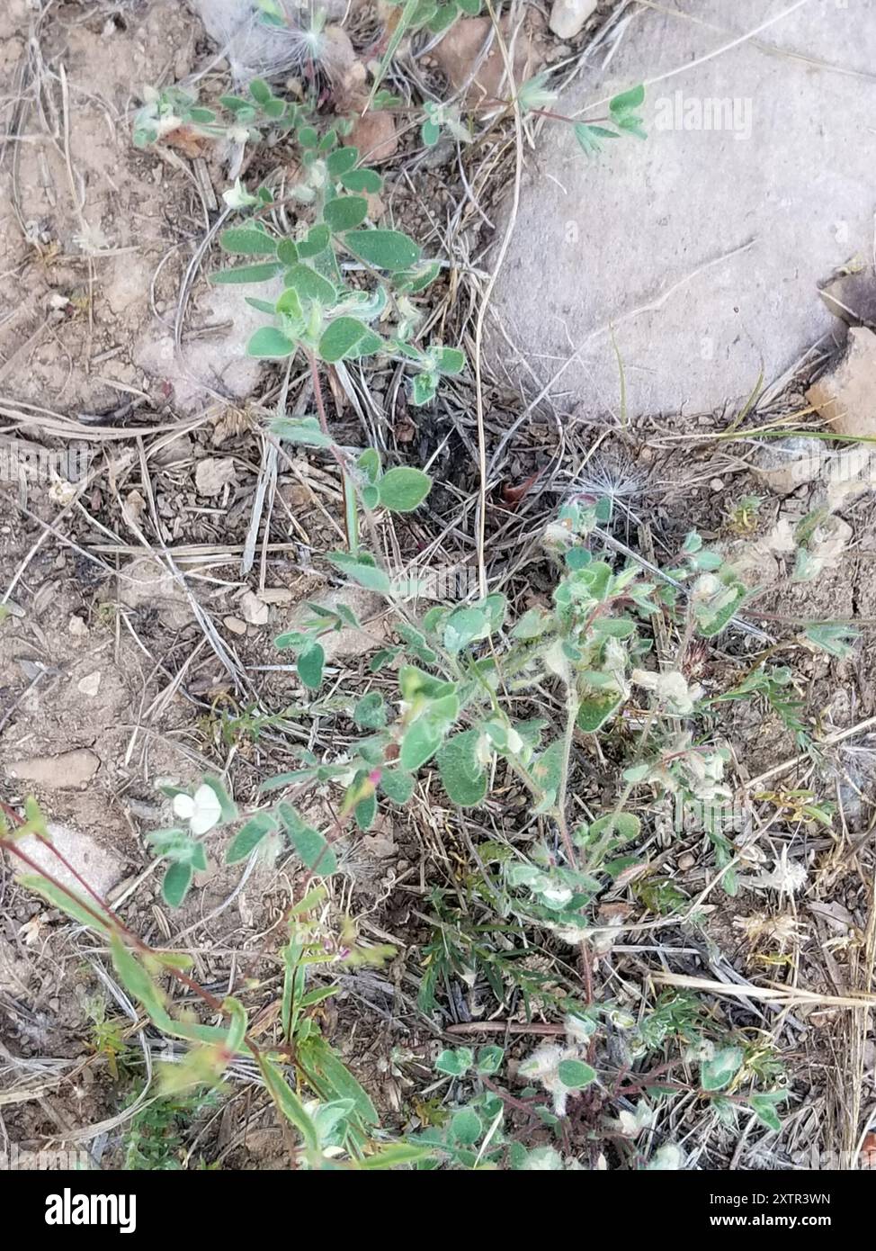 Spanish clover (Acmispon americanus) Plantae Stock Photo - Alamy