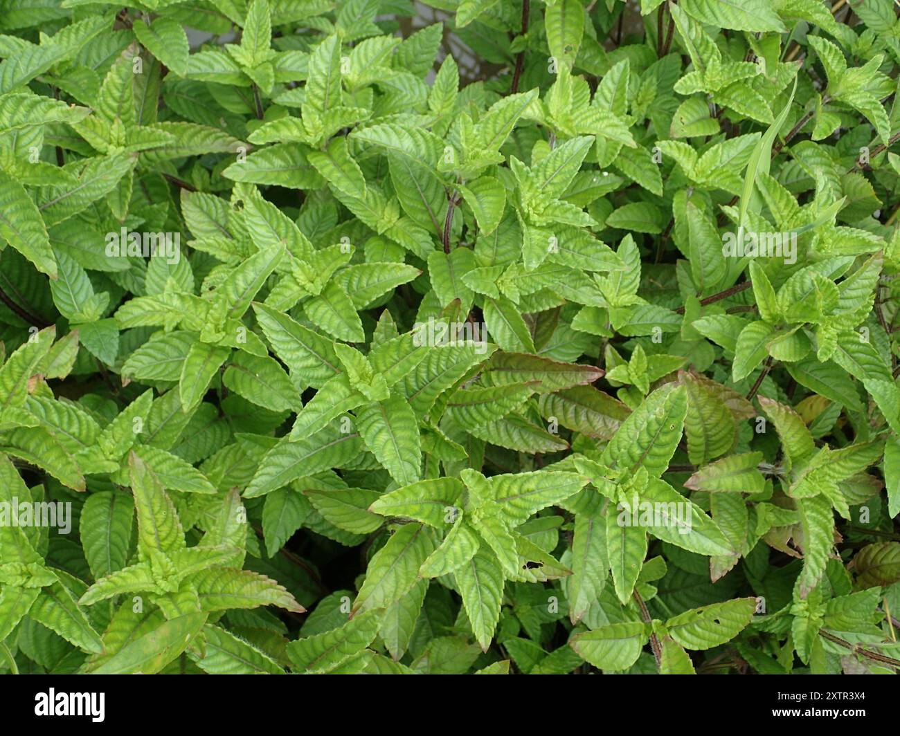 Chinese Mesona (Platostoma palustre) Plantae Stock Photo - Alamy