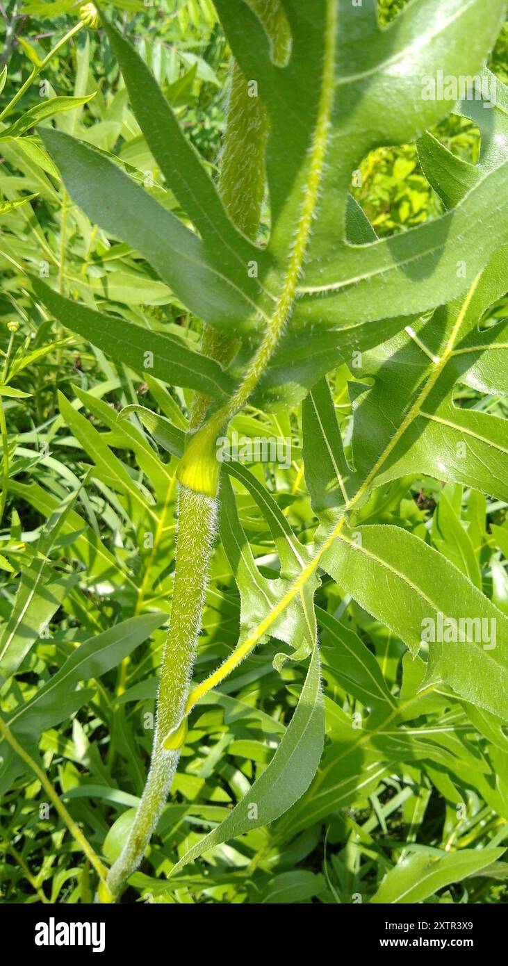 compass plant (Silphium laciniatum) Plantae Stock Photo - Alamy