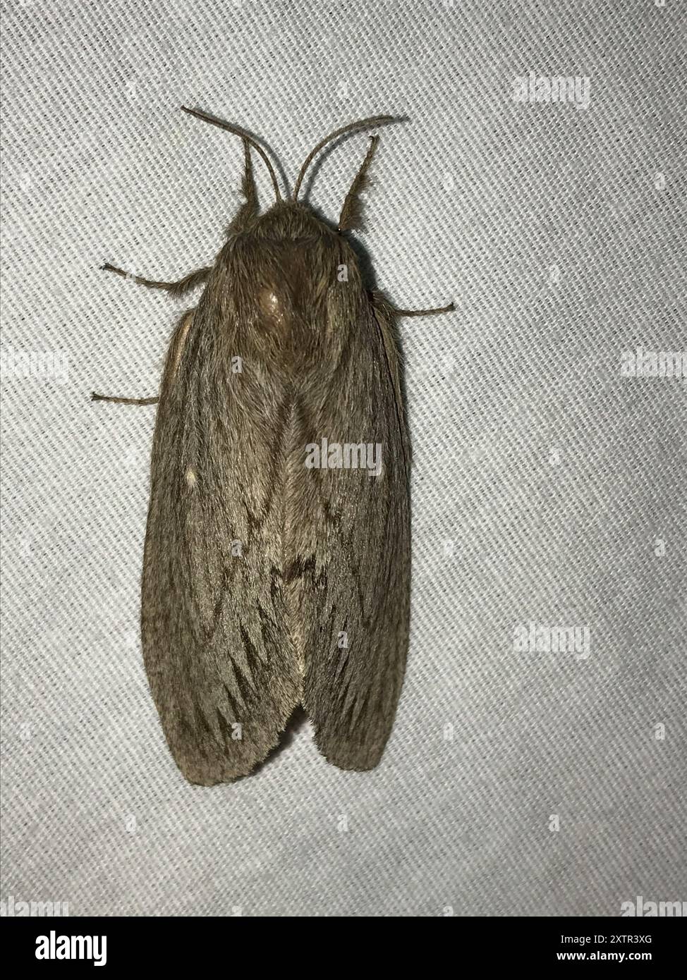 (Gloveria arizonensis) Insecta Stock Photo - Alamy